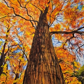 "Mighty Oak" by Starr Winmill Shebesta